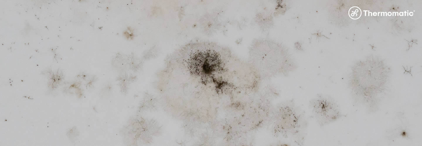 O bolor é um tipo de bactéria? Saiba mais sobre o bolor - Thermomatic